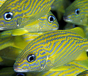 Bahamas Reef Fish